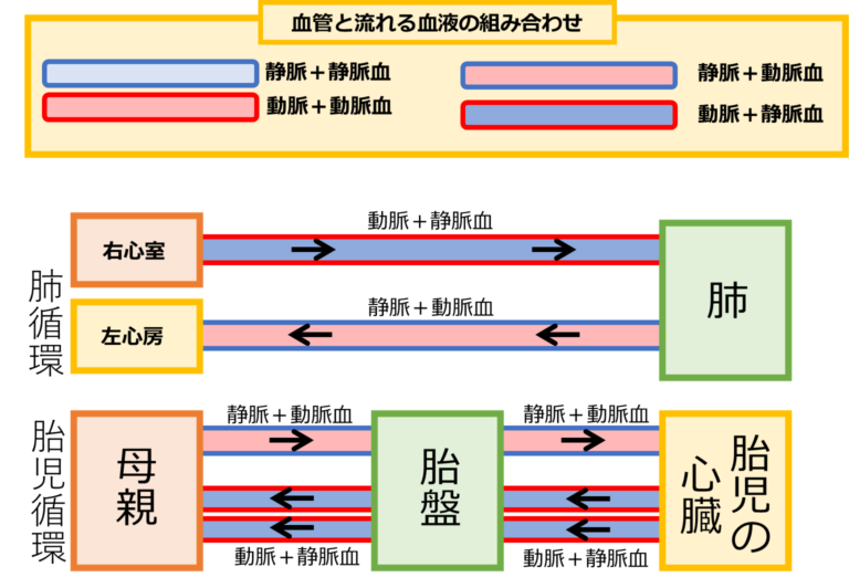 【イラスト解説】これを見れば胎児循環と胎児の血管が全てわかる!確認問題あり